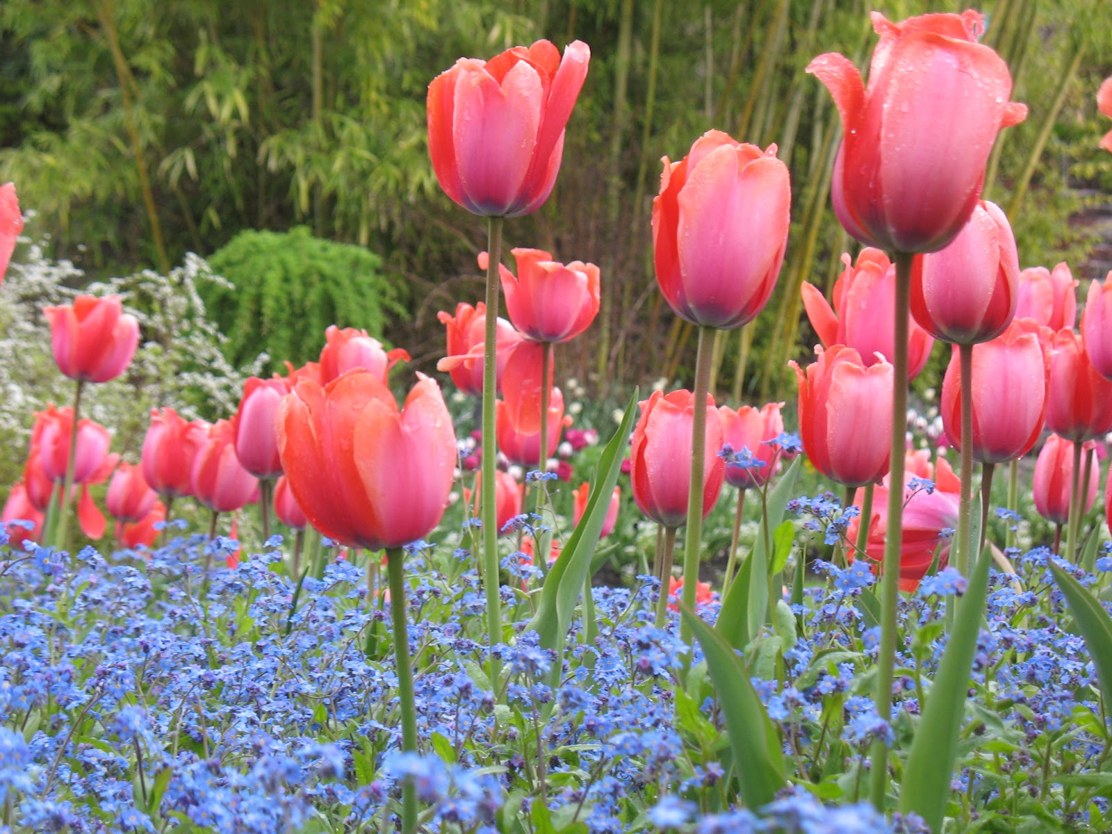 a well lived life...: Spring Flowers