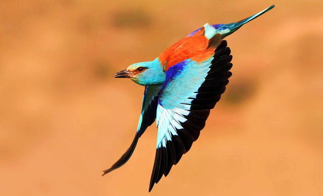 La Carraca Europea 🔗 National Carpfishing