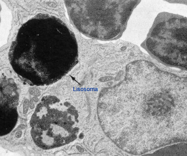 Anatomía con Beatriz: Observando desde el microscopio.