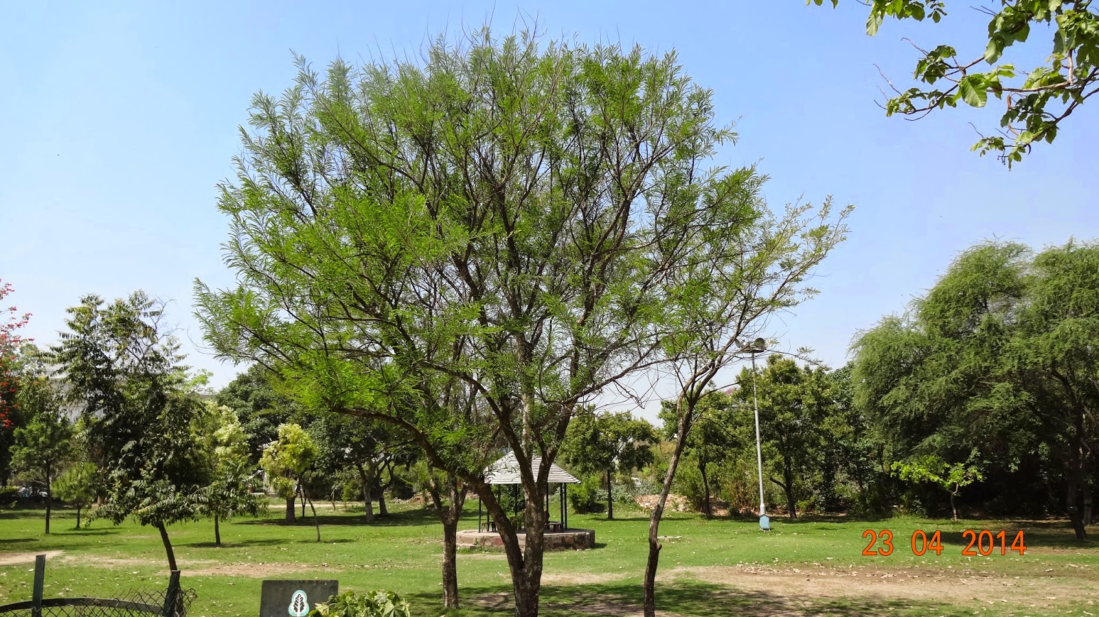 Plants of Lahore: Amla tree- Phyllanthus emblica- Indian Gooseberry ...