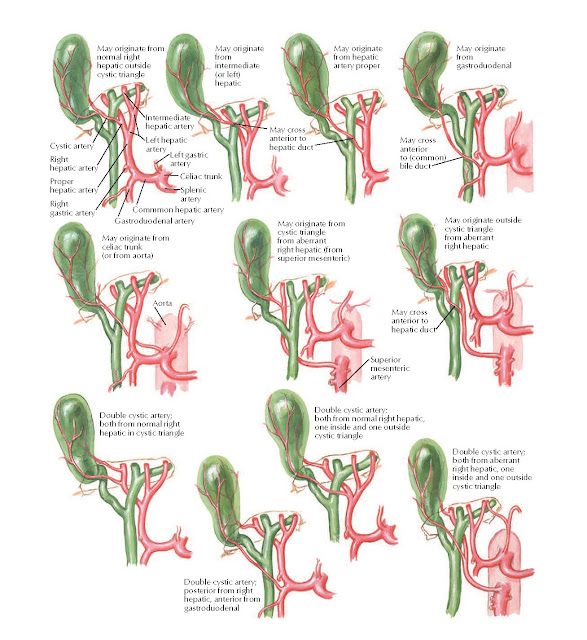 Variations in Cystic Arteries Anatomy - pediagenosis