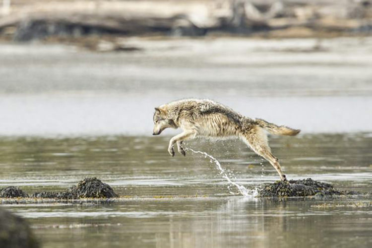 There’s A Rare Kind Of Sea Wolves That Live Off The Ocean And Can Swim ...