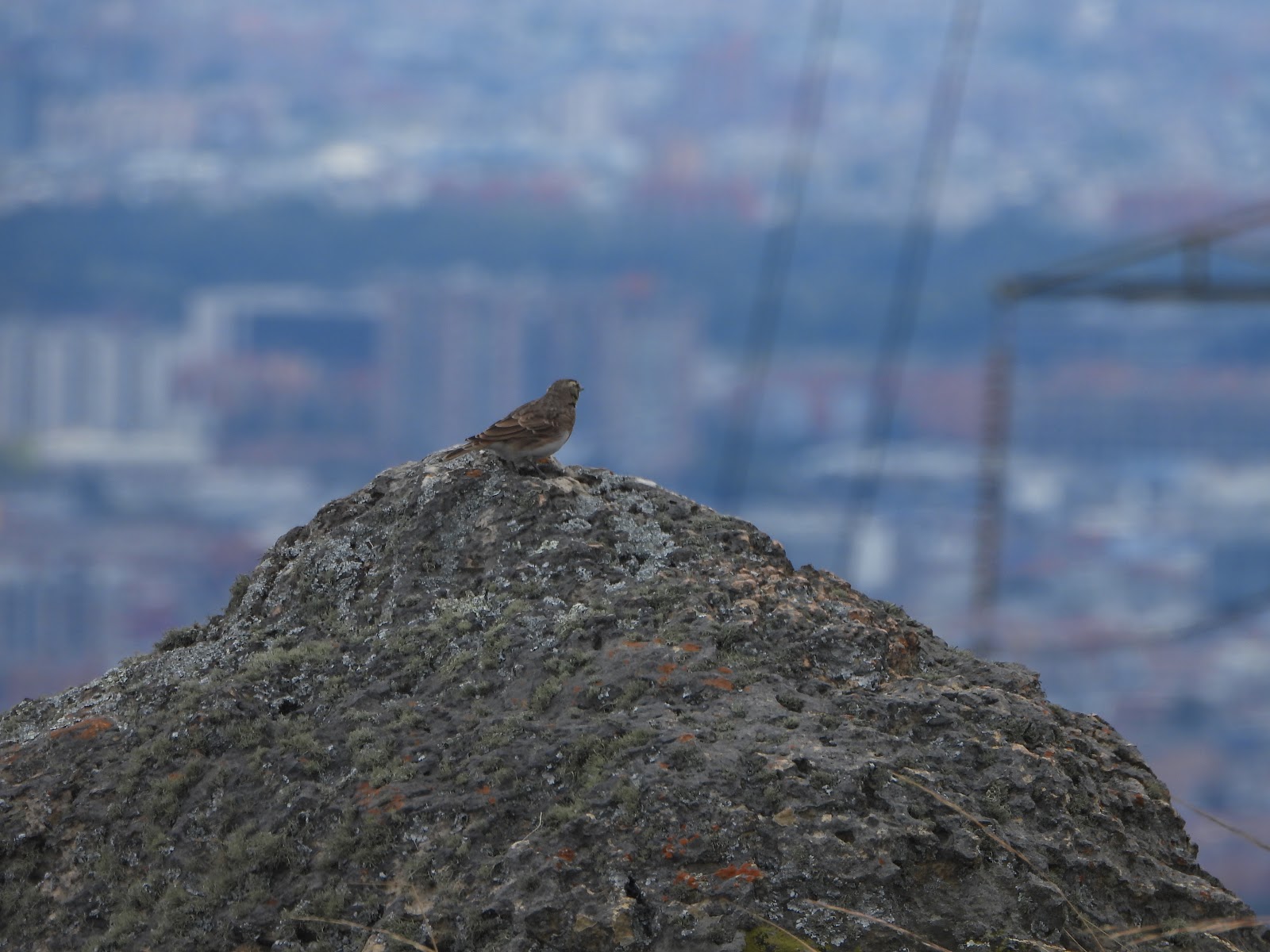 CERRO SECO - Arborizadora Alta - Bogota RESERVA NATURAL - Aprendizaje ...
