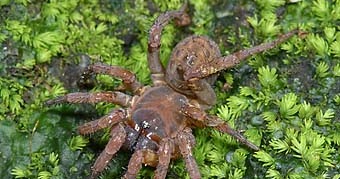 Arañas: . . . 1º Mesothelae