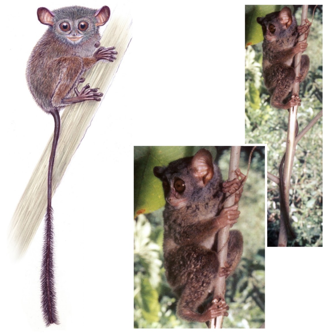 Species New To Science Mammalogy 2019 Tarsius Niemitzi A New species-new-to-science-mammalogy-2019-tarsius-niemitzi-a-new