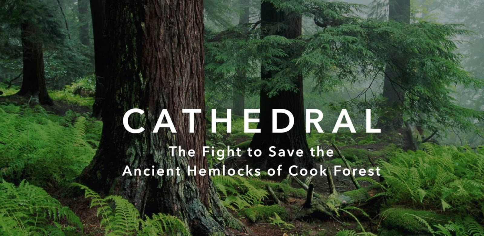 PA Environment Digest Blog: Cathedral: The Fight To Save The Ancient ...