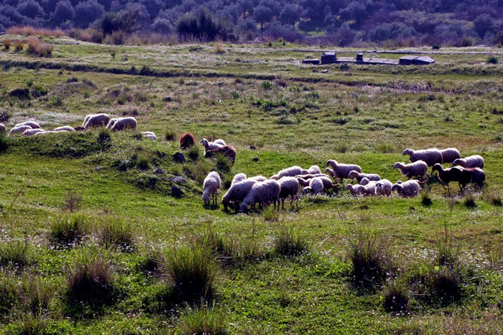 Define Normal: El ecosistema de Stratos antigua - Το οικοσύστημα της ...