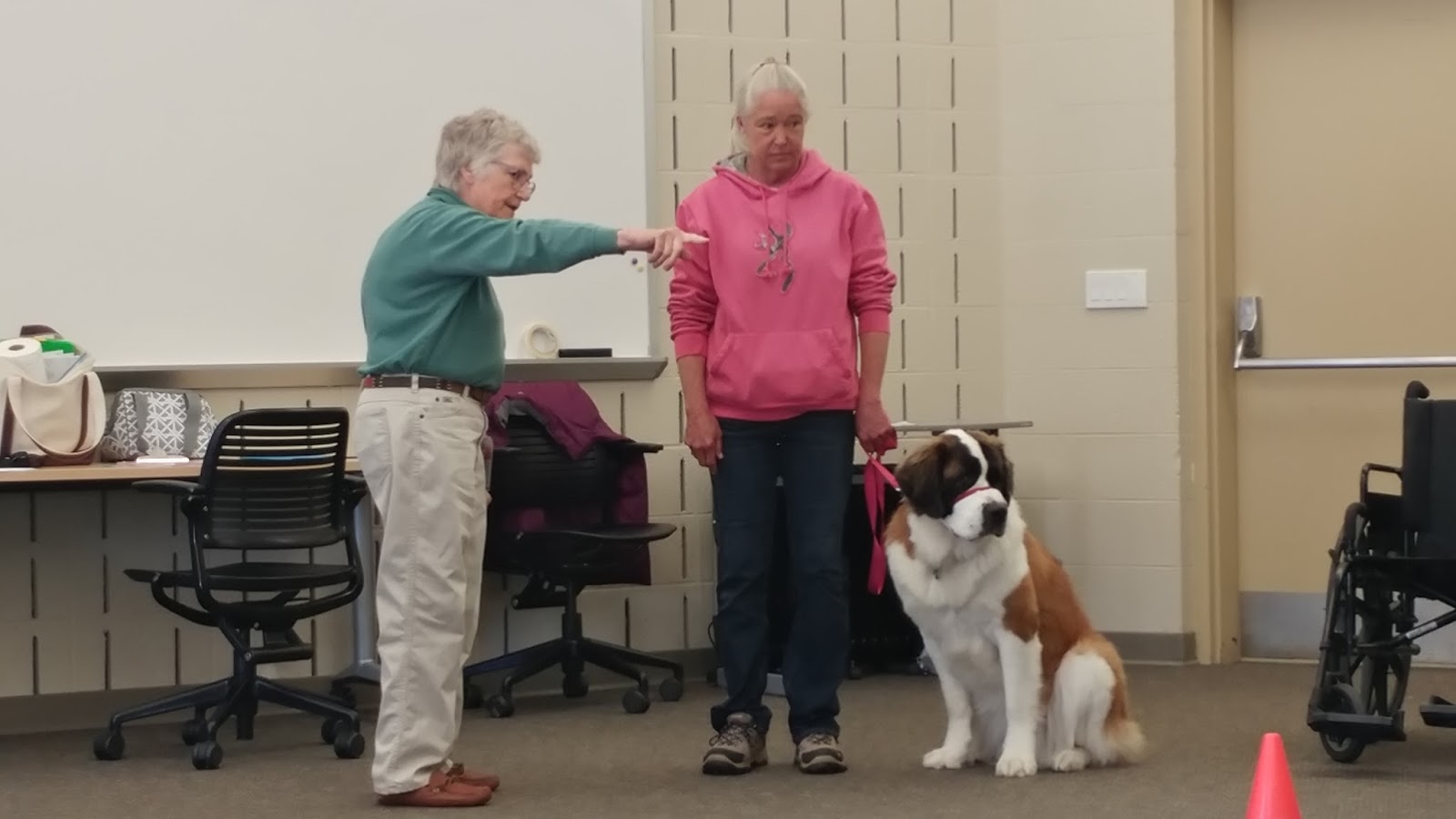 Stories from Sweetgrass Farm: a therapy dog test....