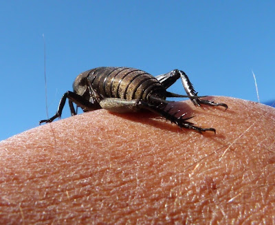Faune Flore d'Ul: Sauterelles-Criquets-Grillons ,Ephippigères...