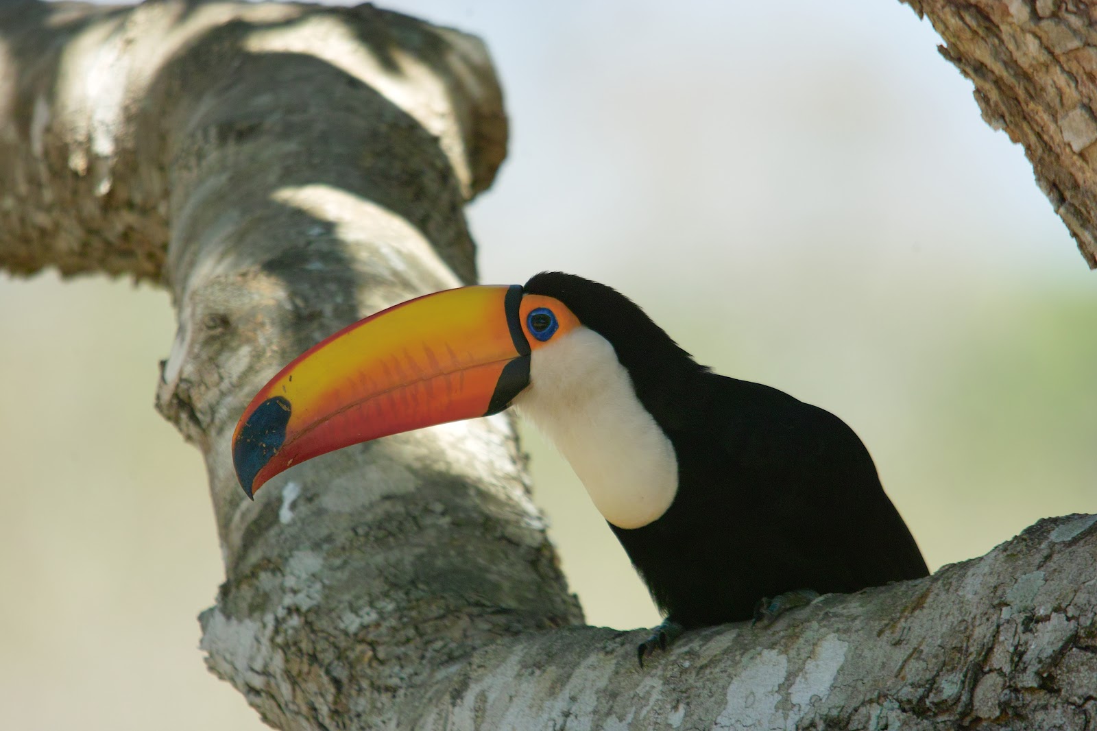 Derek Bird Brain: Reflection on a Marvellous Trip to Brazil