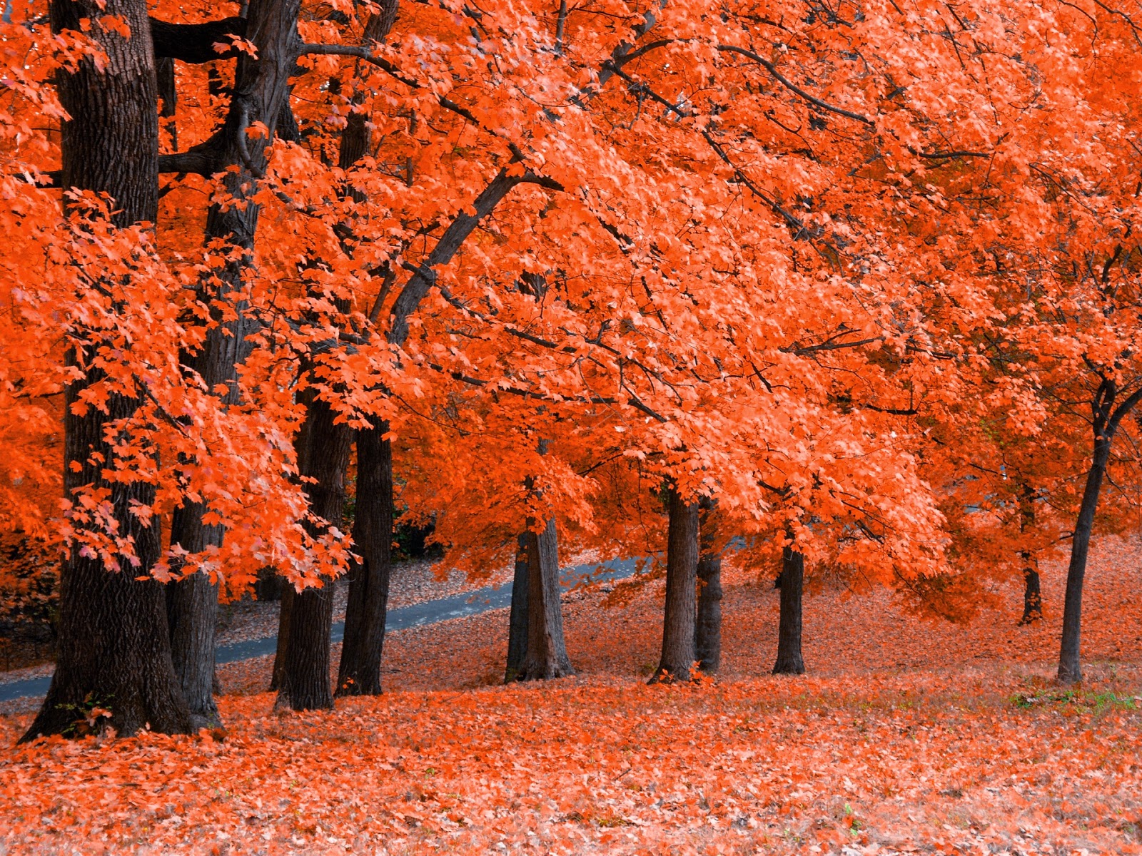 Beautiful Autumn Red trees ~ HD Wallpapers Blast