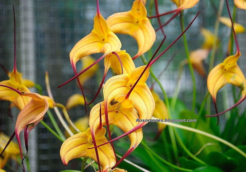 A Rose is a Rose...: Conservatory at Golden Gate - Orchids