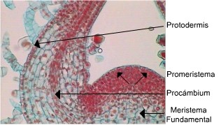 CALENTAMIENTO GLOBAL: ORGANIZACIÓN ESTRUCTURAL Y FUNCIONAL DE LOS ...