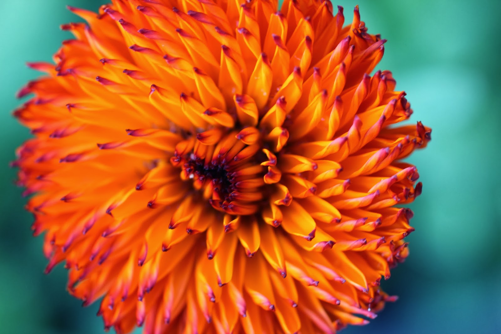 Florez Nursery: Calendula 'Neon'