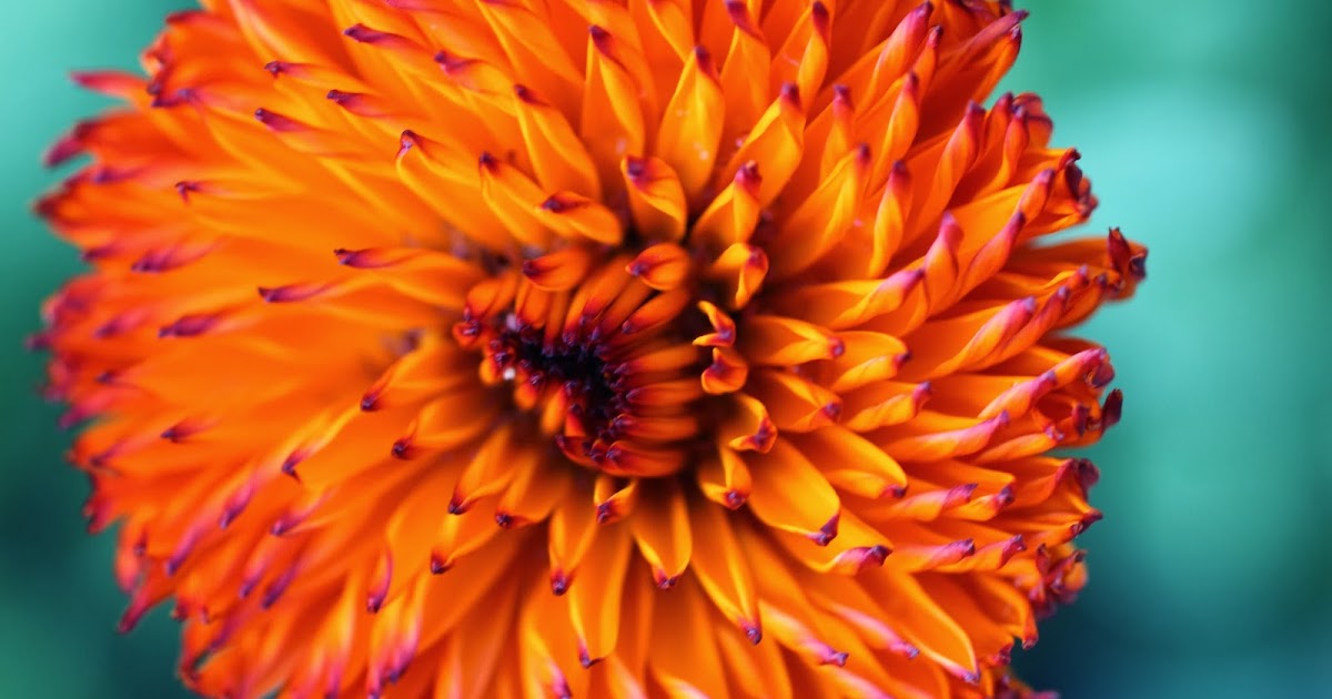 Florez Nursery: Calendula 'Neon'