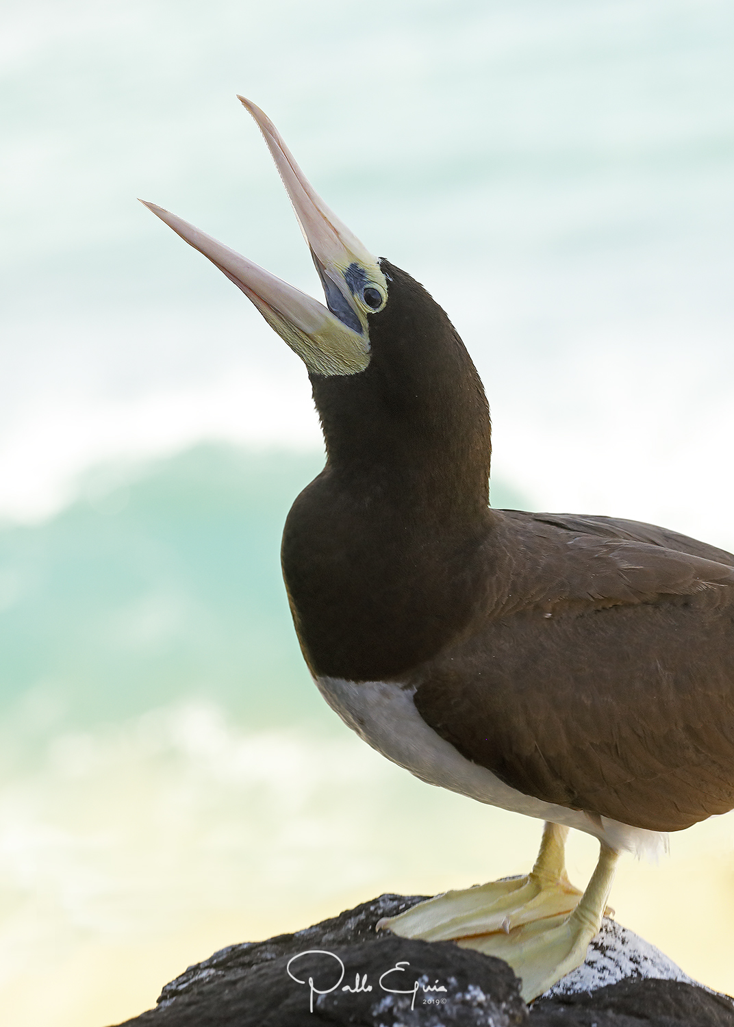 mis fotos de aves: Sula leucogaster Piquero Pardo Brown Booby