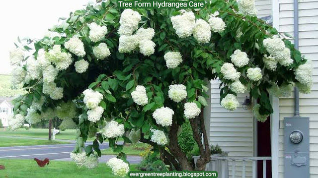 Evergreen Tree planting: Tree Form Hydrangea Care-Tree Planting