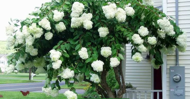 Evergreen Tree planting: Tree Form Hydrangea Care-Tree Planting