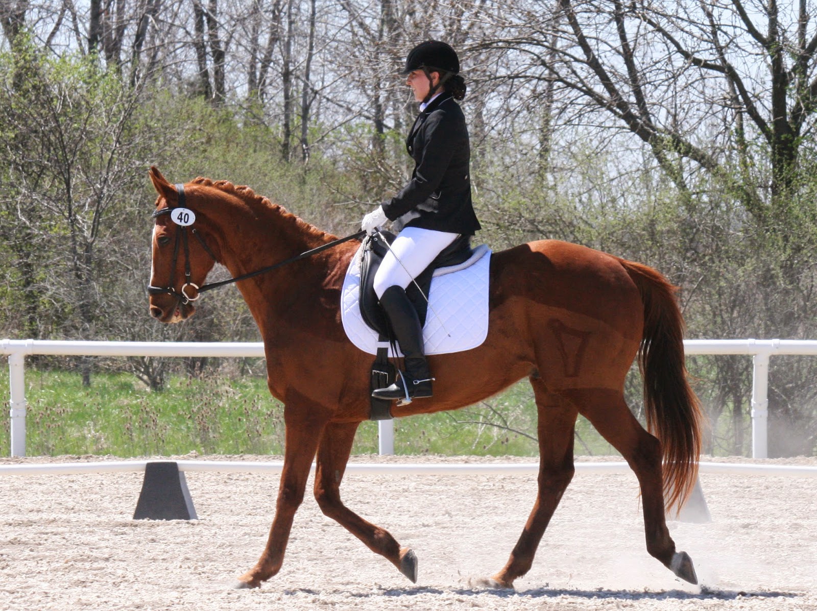 Understanding and Adjusting the Dressage Frame