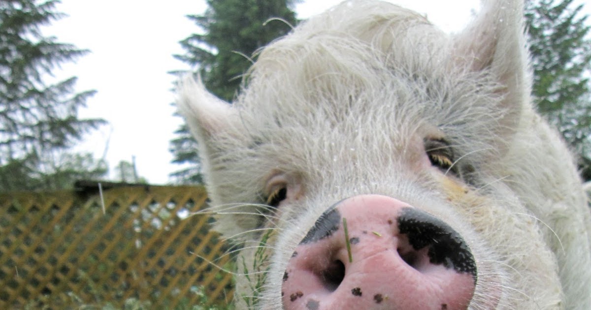 Hearts On Noses, A Mini Pig Sanctuary: Pig Detective or Whistle Blower