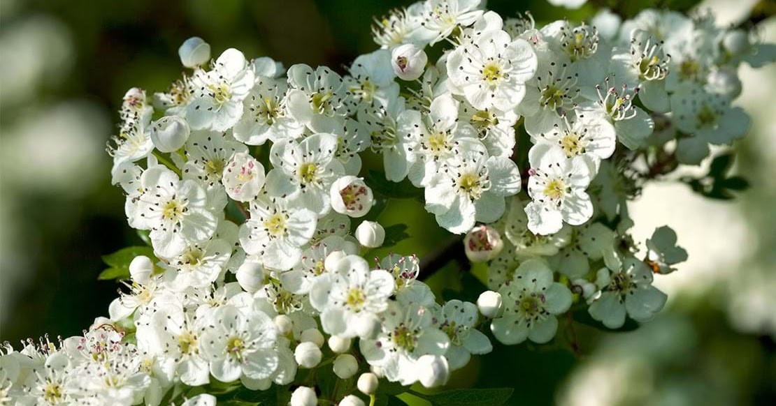 A Virginia Woolf Herbarium: #46 Hawthorn or The May