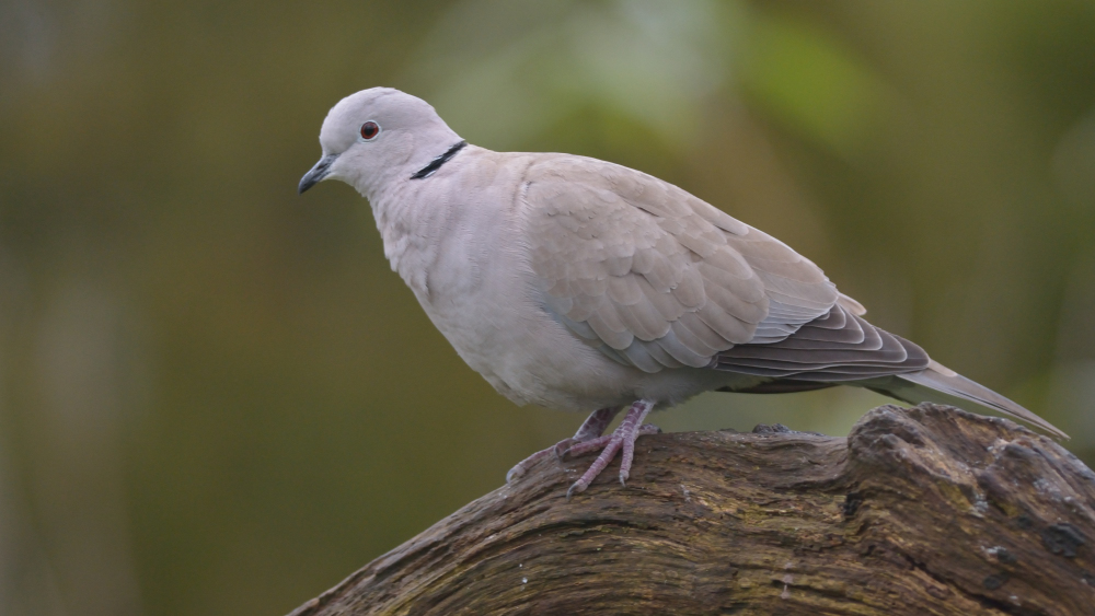 Outdoor Photography: Turkse Tortel
