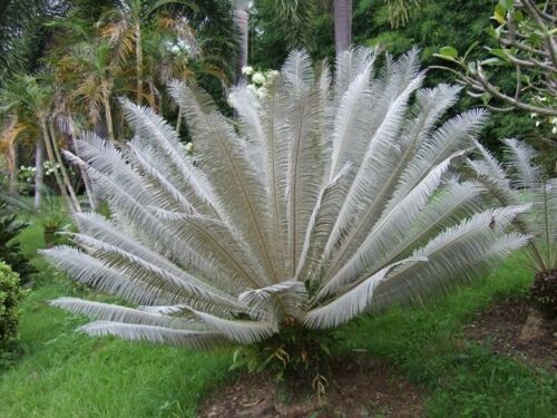 Cycads and Plants: Cycad: 1x Cycas sp. Thai Silver - Rare Cycas Cycad ...