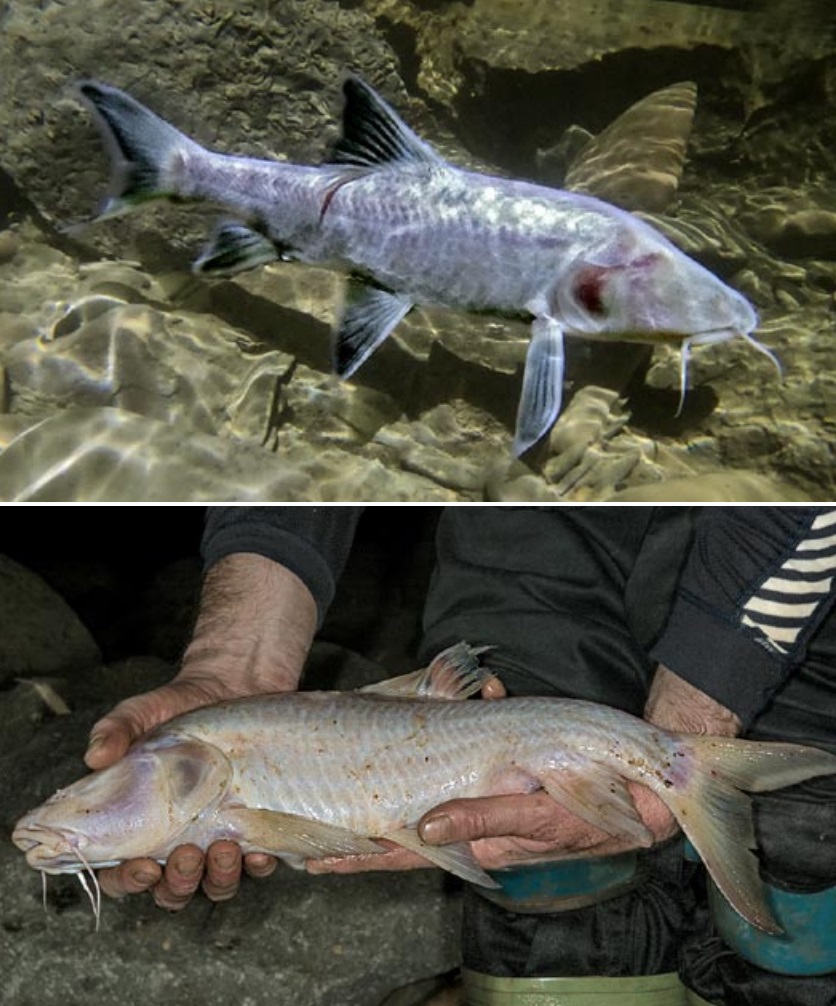 Species New to Science: [Ichthyology • 2019] The World’s Largest Known ...