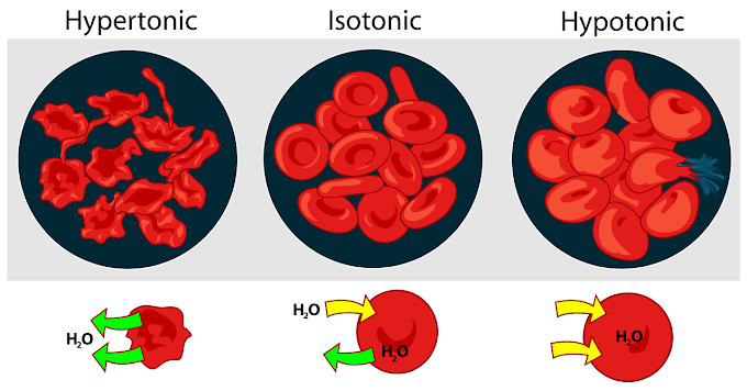 What IS RBC ( Red Blood Cell ) rbc normal range