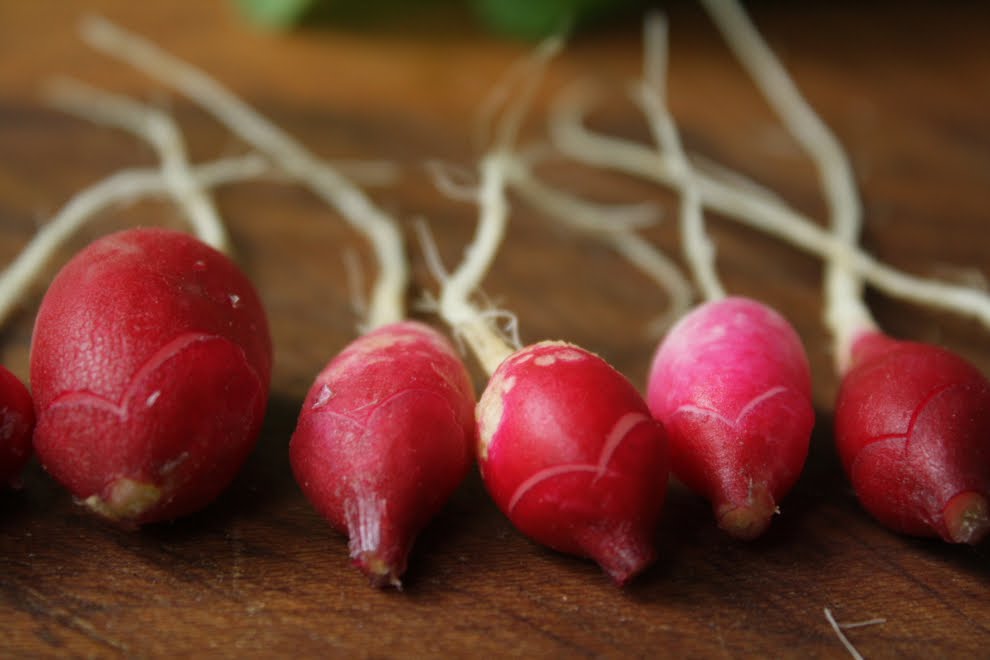 Power to the Bauer: Radishes