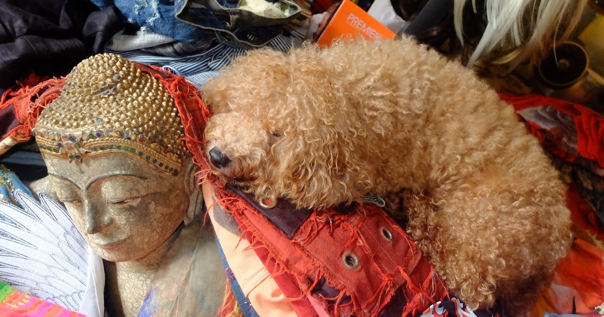 Kee Hua Chee Live!: DEDIONE THE DARLING POODLE NESTLING NEXT TO BUDDHA!