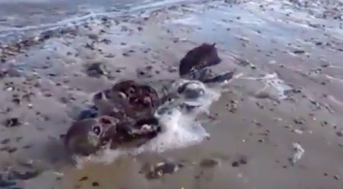 Dead Mermaid Washes Up On Beach? ~ The Crypto Crew