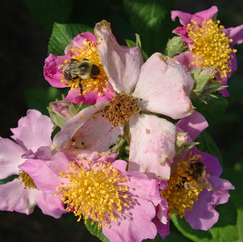 sweetbay: Prairie Roses
