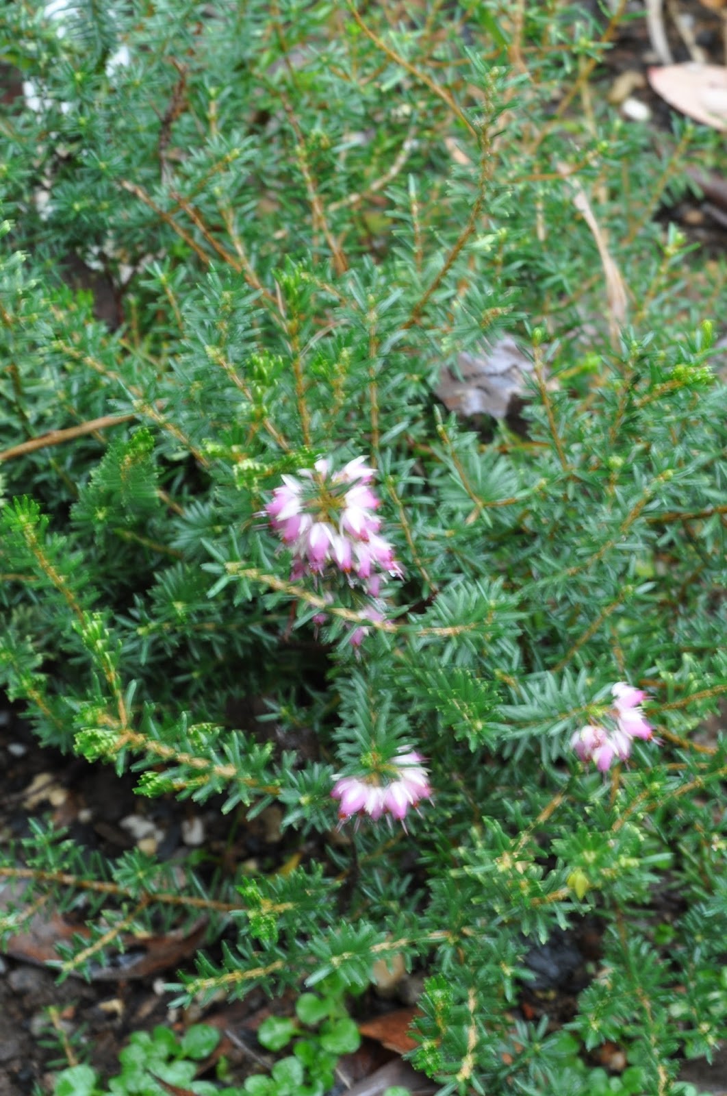 Alpine Garden Society Victorian Group: Photo's of Plants in Flower in ...