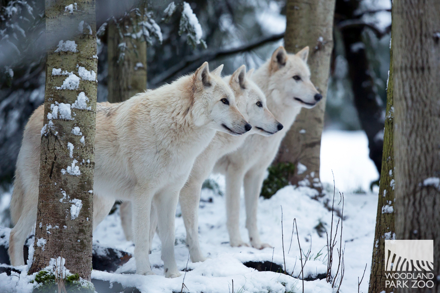 Animals explore a winter wonderland: first snowfall of the season delights