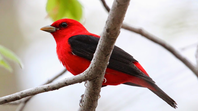 Scarlet Tanager