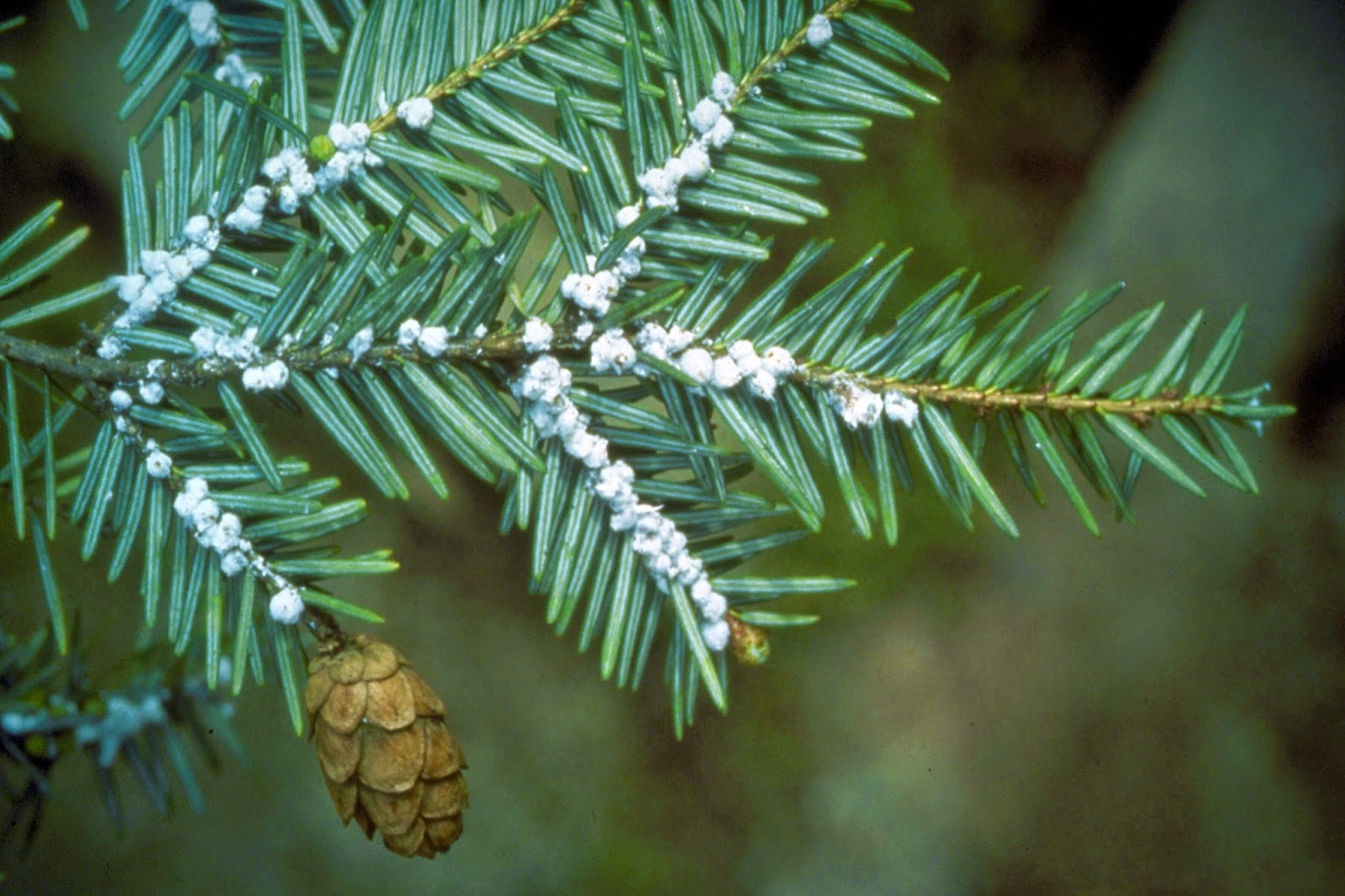 Biodiversity Science: Biological Control of Hemlock Woolly Adelgid