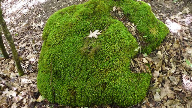 r o b i n 's y a r d: Mosses (III)