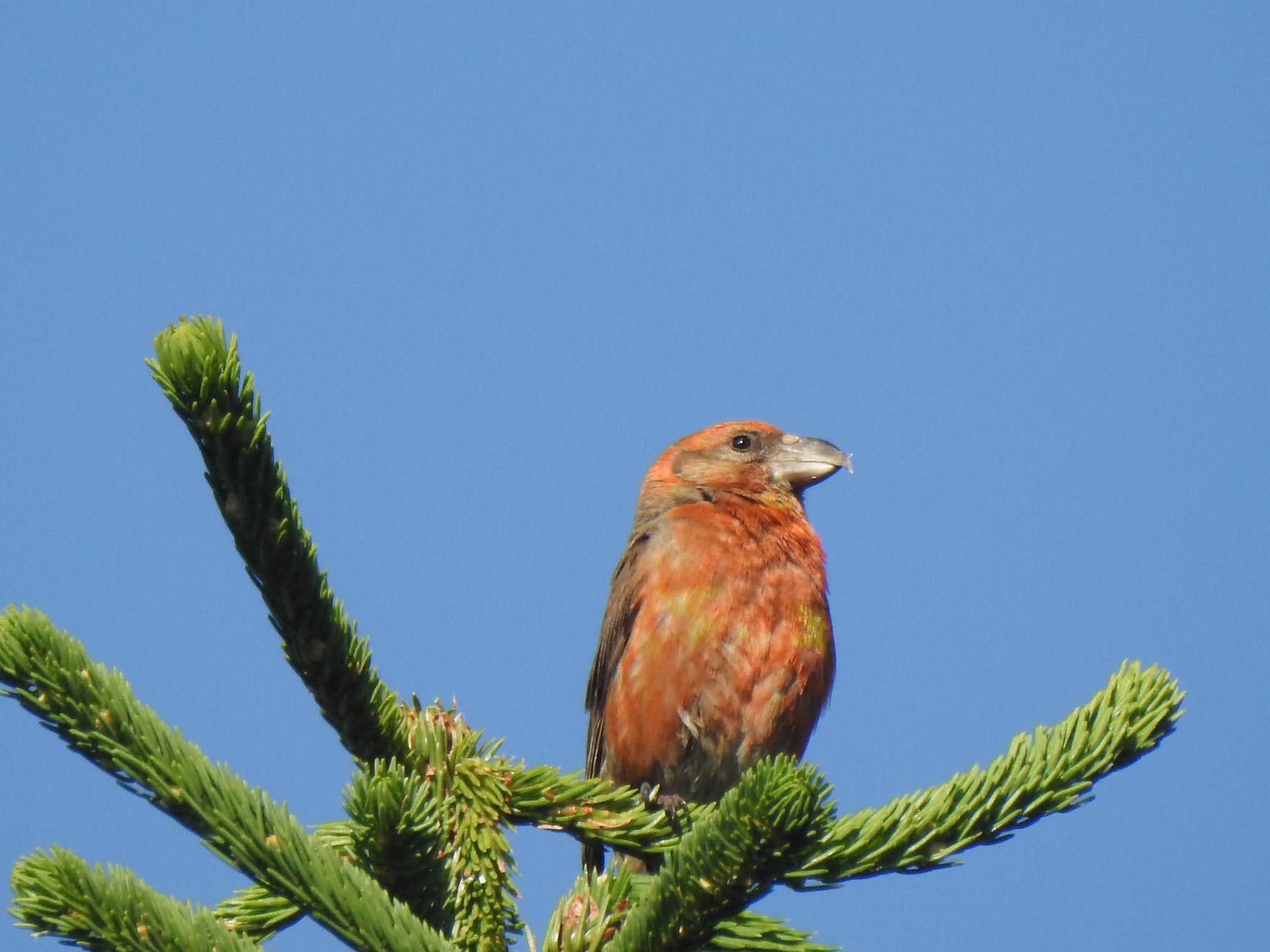 PASARI DIN ROMANIA: FORFECUTA (1), Loxia curvirostra