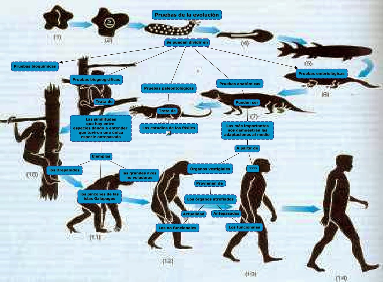 Adrián Cervera CMC: Pruebas de la Evolución