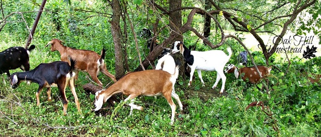 How to Recognize and Naturally Treat Pink Eye in Goats - Oak Hill Homestead