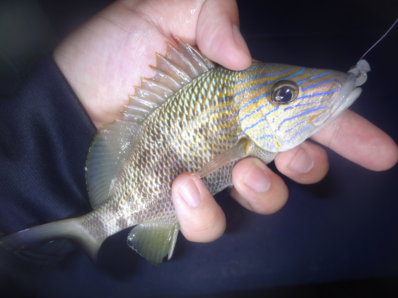 Extreme Philly Fishing: 2nd Day Night Time Fishing in Florida (01/24/17 ...