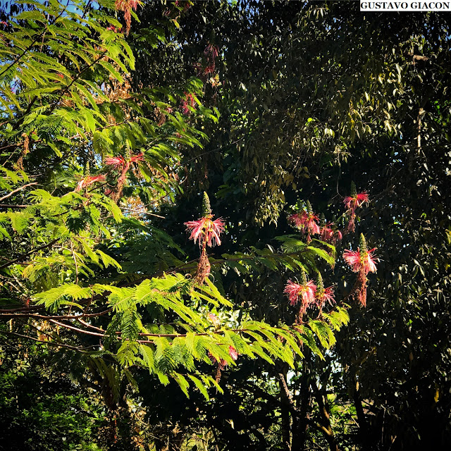 Viveiro Ciprest - Plantas Nativas e Exóticas: Caliandra Candelabro ou ...