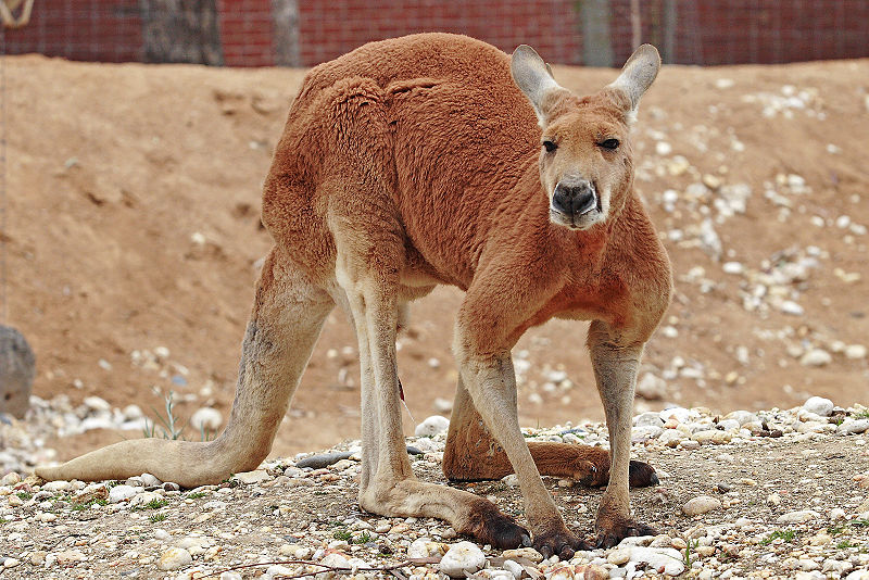 Kangaroo | Animal Wildlife