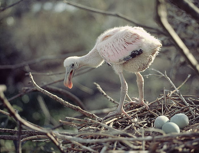 Cultura Guaraní: La Espátula Rosada Garza sus Nidos