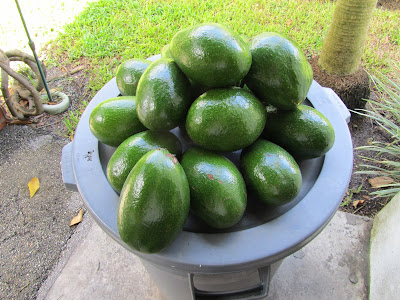 The Opinionated Gardener of Coral Gables: Lula Avocado