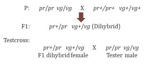 LET'S LEARN PLANTS: LINKAGE, CROSSING-OVER AND CHROMOSOME MAPPING (Part I)
