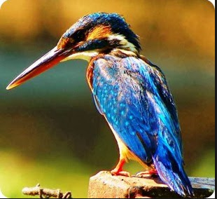 Jay Bird Importance on Festival | Neelkanth ka Tyohaar par Mahattav ...