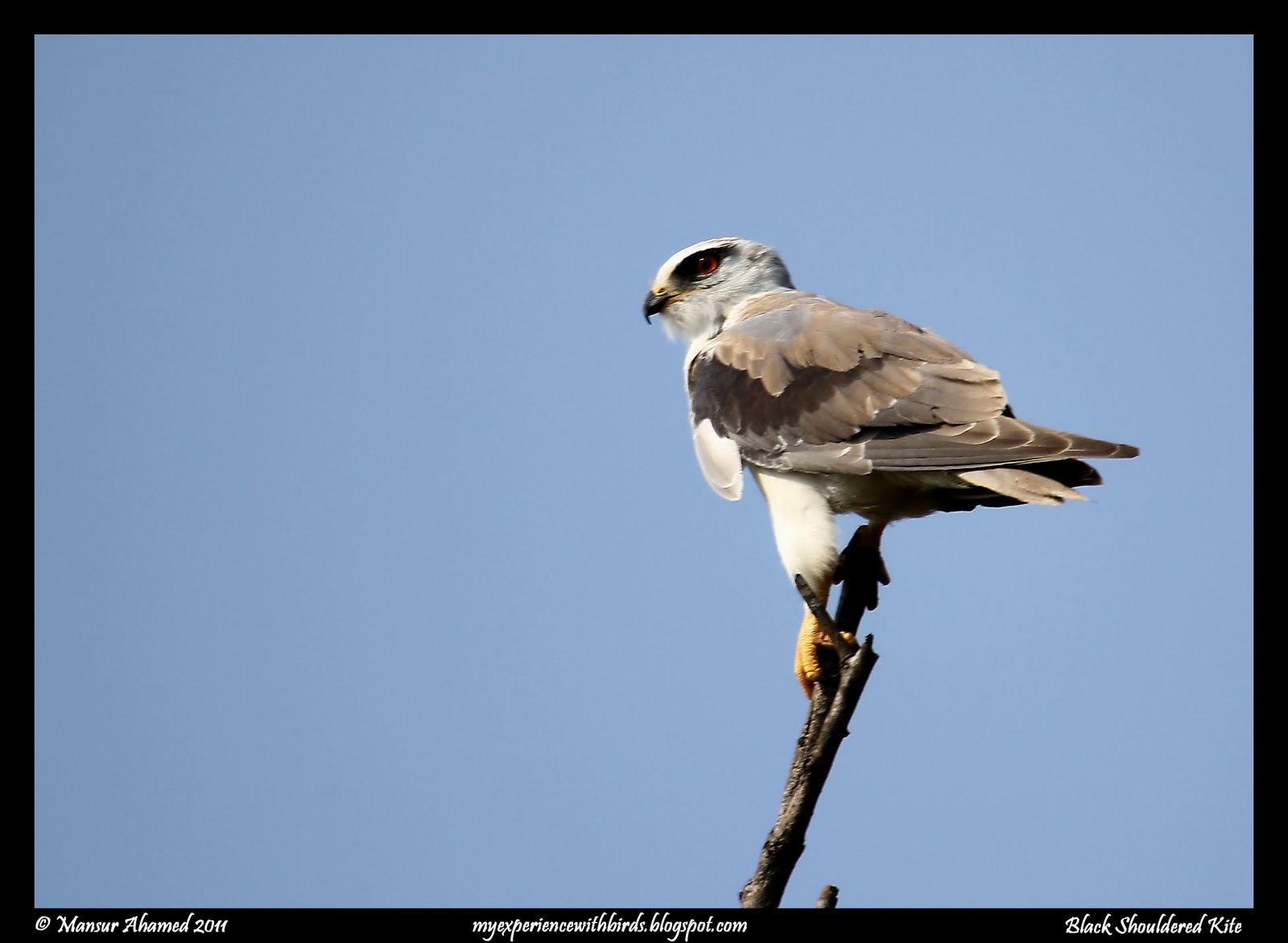 My Experience with Birds: Black Shouldered Kite