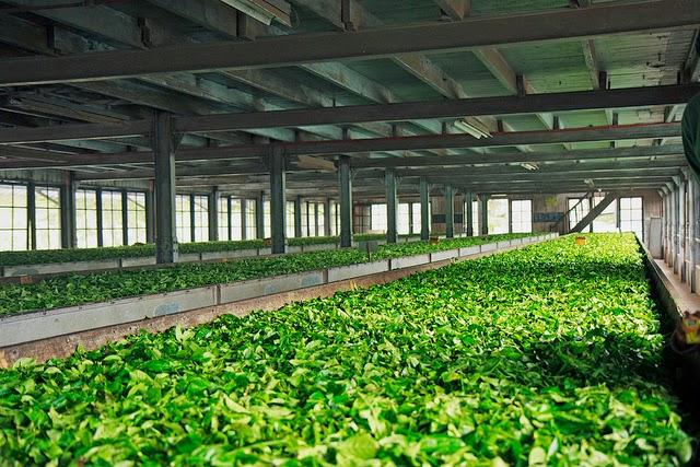 The Travel Guider Sri Lanka: Dambethenna Tea Factory